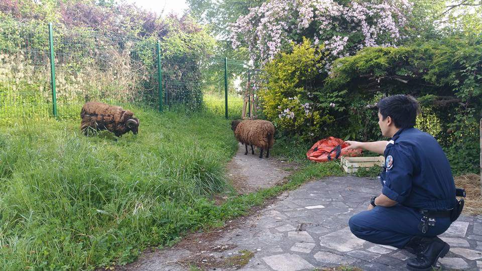 brigade de protection animale 2 / Autre / Images ...